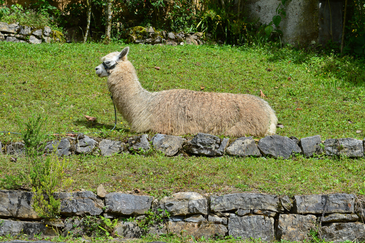 What Is Alpaca Wool? (Origin, Characteristics and Uses) – Yanantin Alpaca
